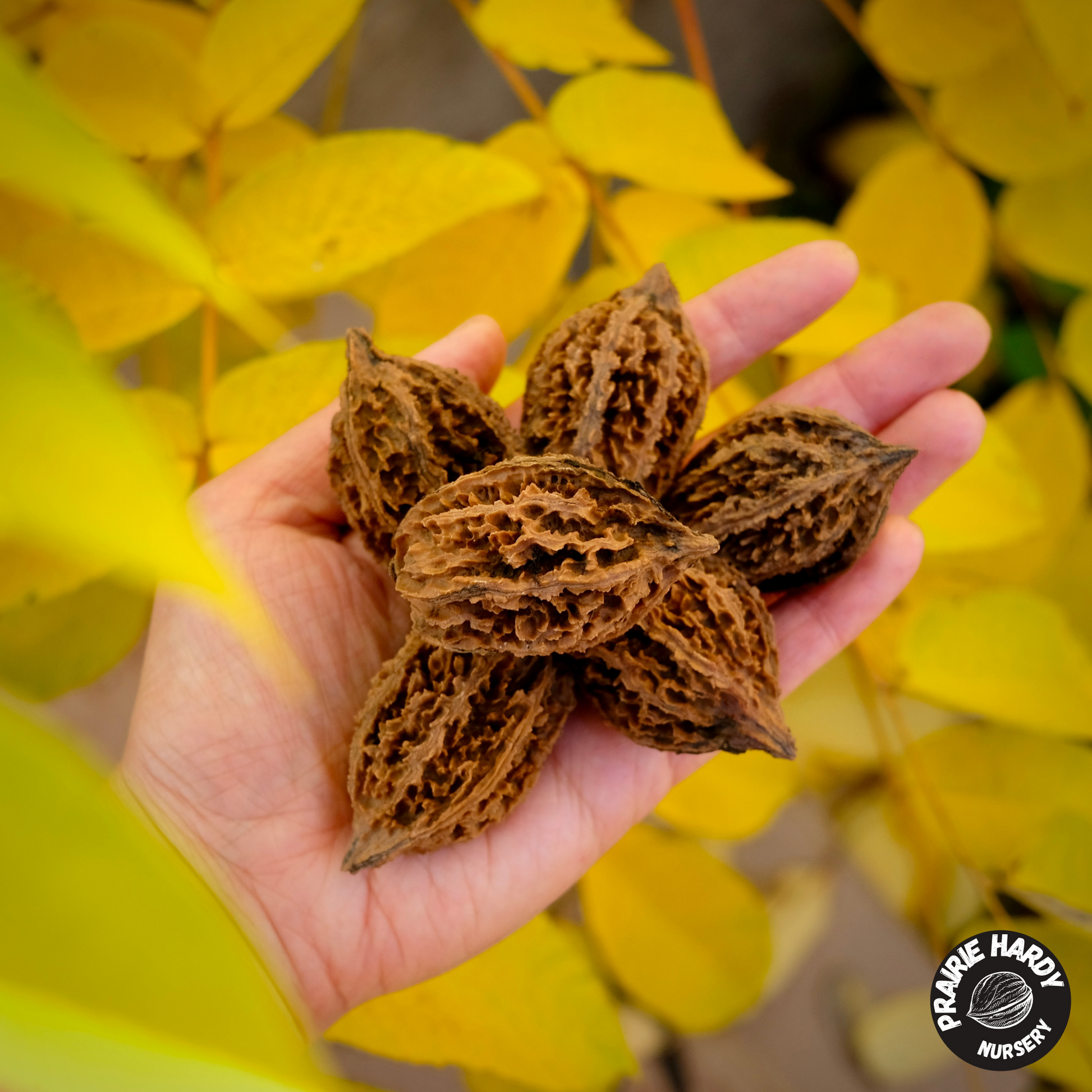 Butternut Nut Trees Flower Butternut Tree | Gurney's Seed & Nursery